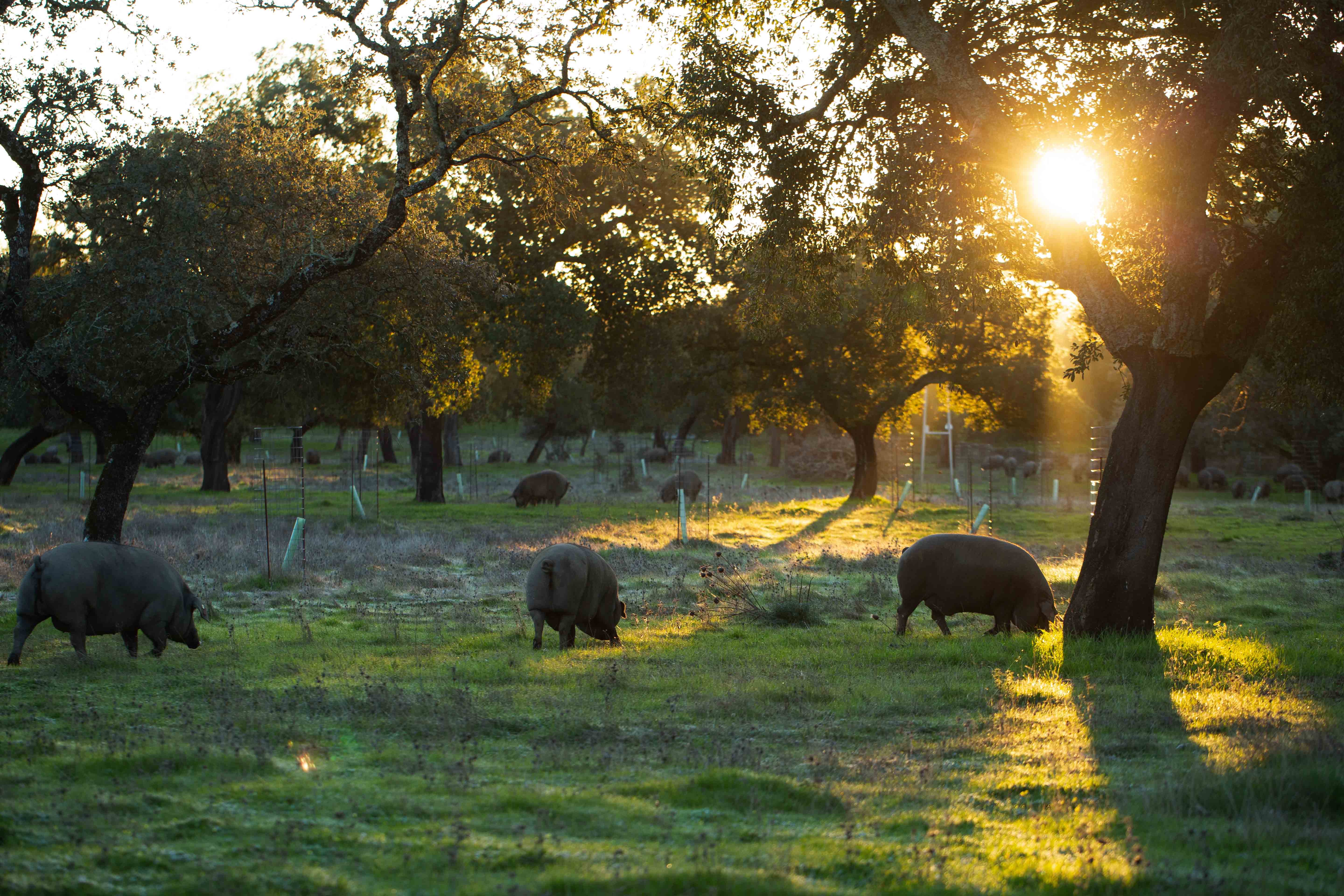 20250726 Los socios del proyecto hispanoluso 'CI Montado-Dehesa', en el que participa CICYTEX ...